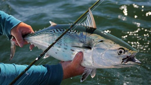 Fall Fishing For False Albacore — Eastern Outfitters