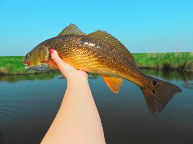 Trolling For Redfish…….A Slow Day Alternative — Eastern Outfitters