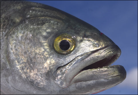 What Do Fish Really See? — Eastern Outfitters